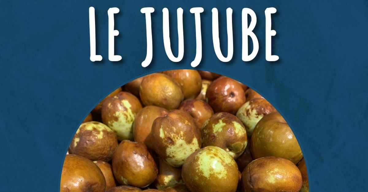 [FOCUS] La jujube ou datte chinoise