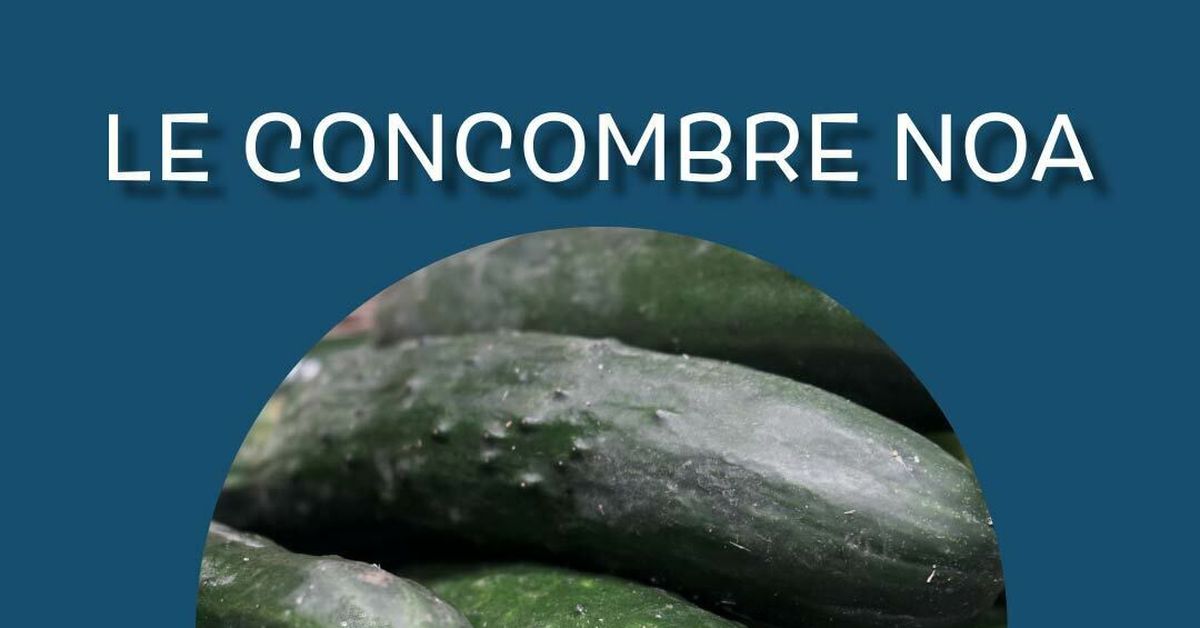 [FOCUS] Le concombre Noa